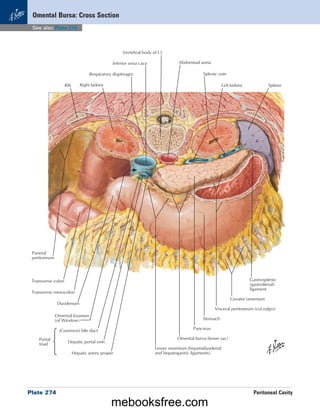 Portal venous system pictures | PDF
