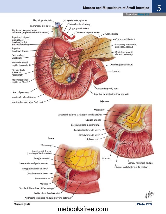 Colon Anatomy Netter