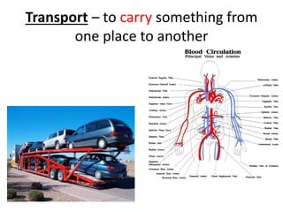 Port=carry ject=throw | PPT