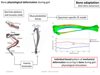 Portfolio - Marco Piccinini | PPT