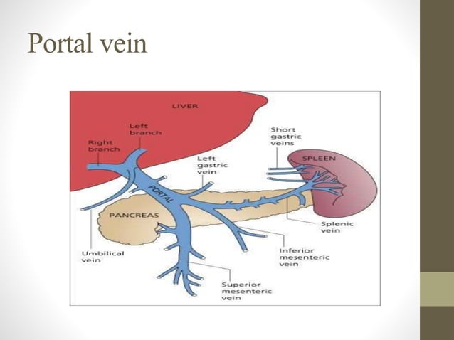 Portocaval anastamosis | PPTX