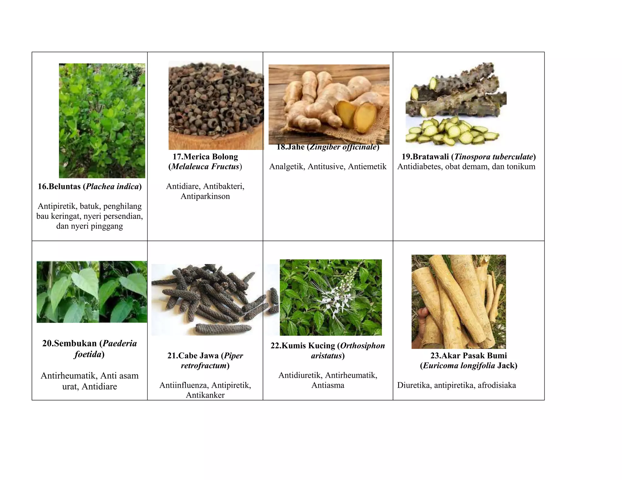 Portofolio 50 tanaman simplisia_FRANDY.docx