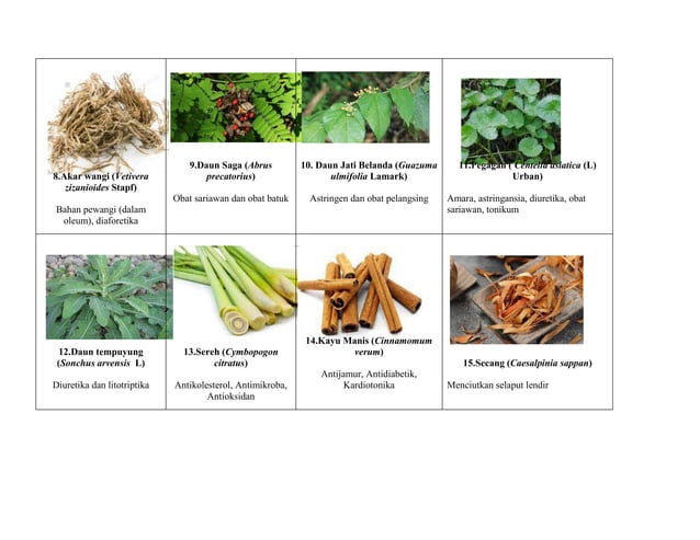 Portofolio 50 tanaman simplisia_FRANDY.docx