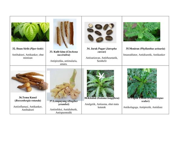 Portofolio 50 tanaman simplisia_FRANDY.docx