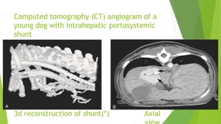 Portosystemic shunts and its management in dogs | PPT