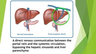What Is A Liver Shunt In Dogs