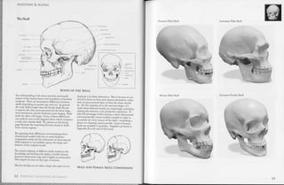 Portraitsculpting skullmuscle | PPT