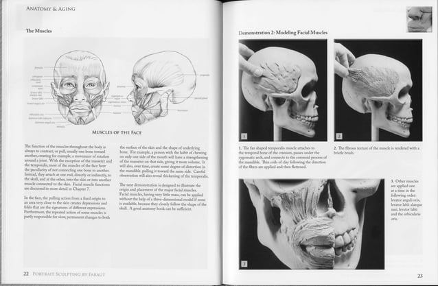 Portraitsculpting skullmuscle | PPT