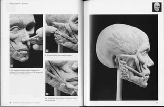 Portraitsculpting skullmuscle | PPT