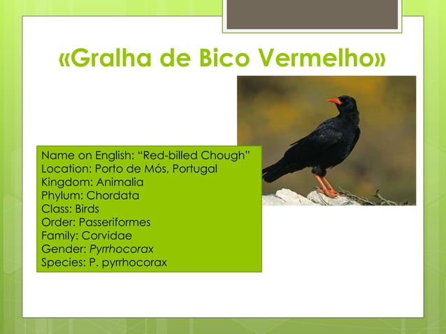 Portugal animals and insects | PPT