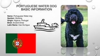 Portuguese water dog By Jessica | PPTX