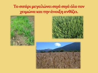 Pos ginotan to psomi | PPT