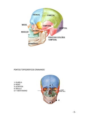 Técnicas de posicionamento para crânio | PDF | Bone and Joint ...