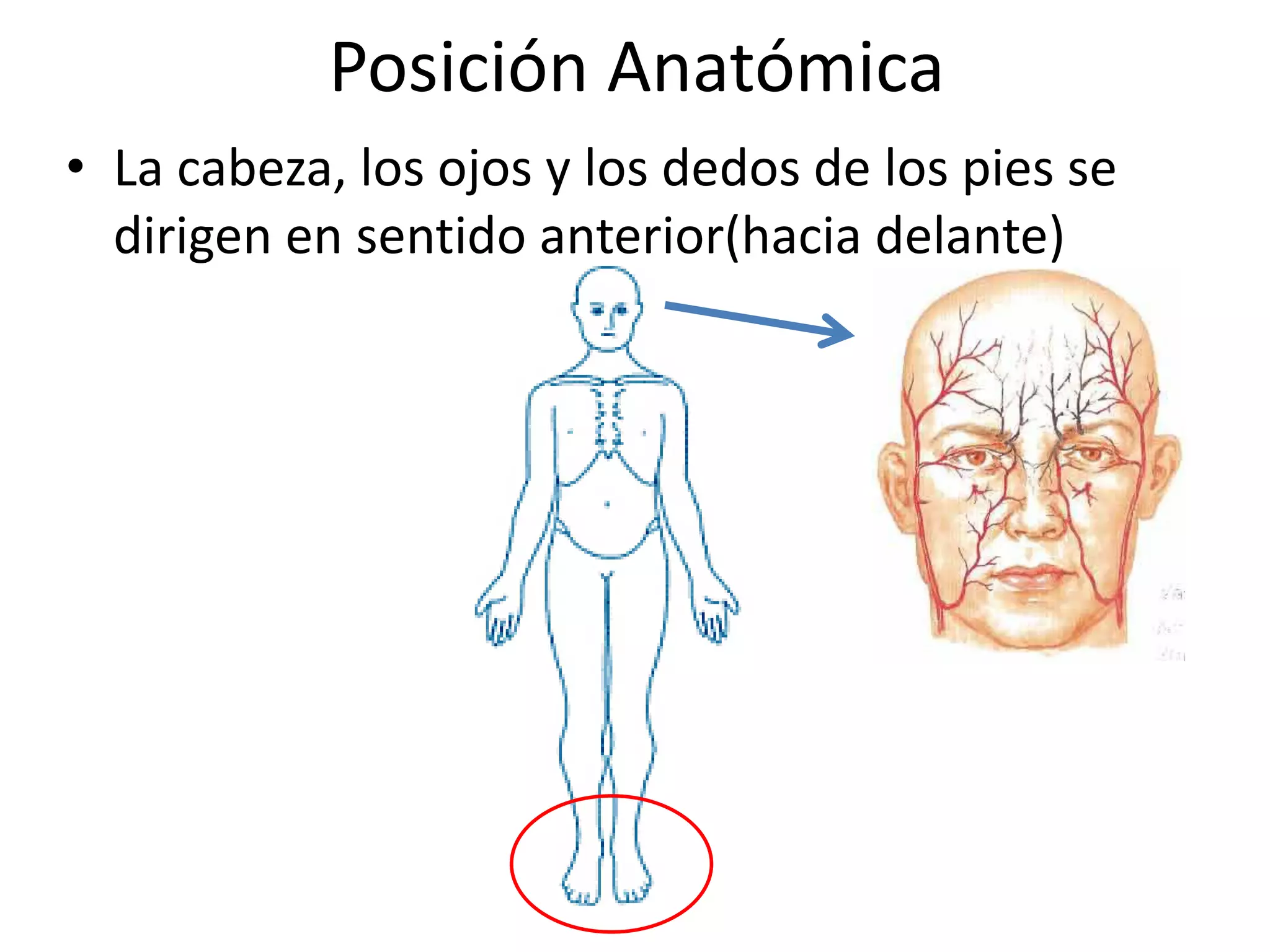 Posición anatómica-planimetría-y-lenguaje | PPT