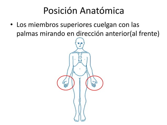 Posición anatómica-planimetría-y-lenguaje | PPT
