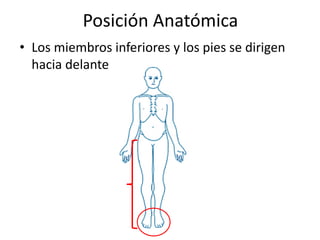 Posición anatómica-planimetría-y-lenguaje | PDF