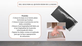 Posición del Segundo al quinto dedo, primer.pptx