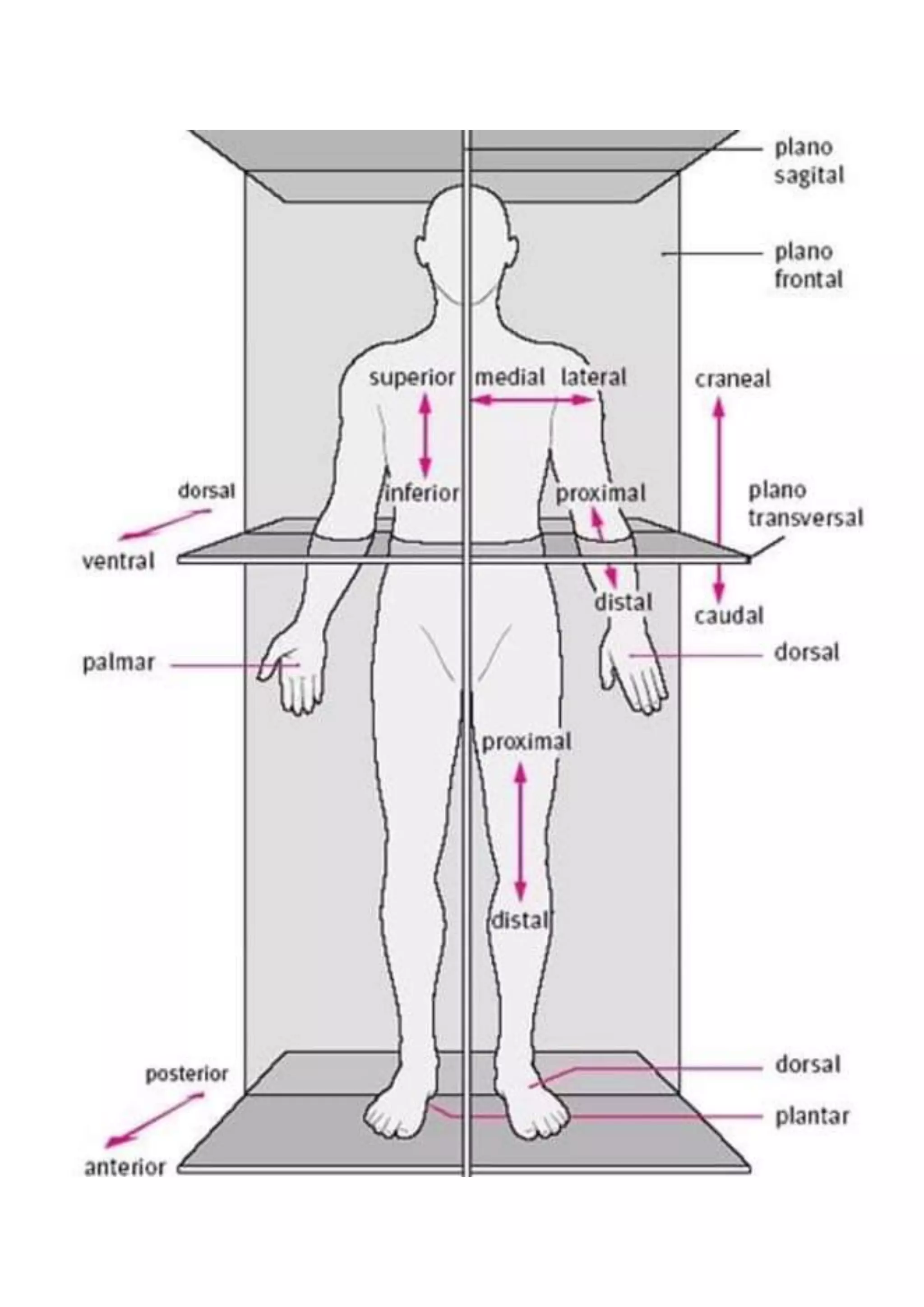 Posicion Anatómica Ejes Planos Pdf