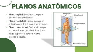 POSICIONES ANATÓMICAS-1.pptx