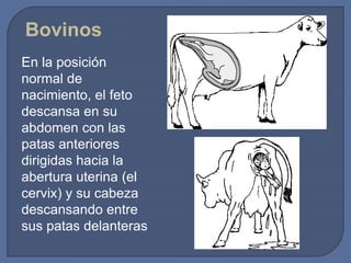 Posición fetal adecuada al momento del parto en animales | PPTX