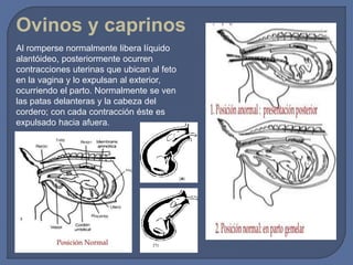Posición fetal adecuada al momento del parto en animales | PPTX