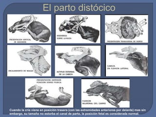 Posición fetal adecuada al momento del parto en animales | PPTX