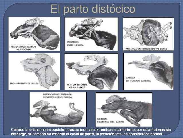 Posición fetal adecuada al momento del parto en animales