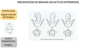 Posicion fetal | PPTX