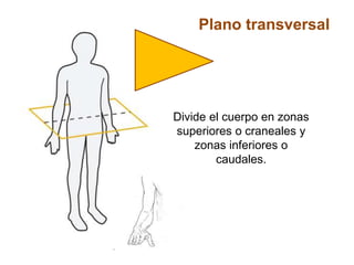 Posicion y planos anatomicos | PPTX
