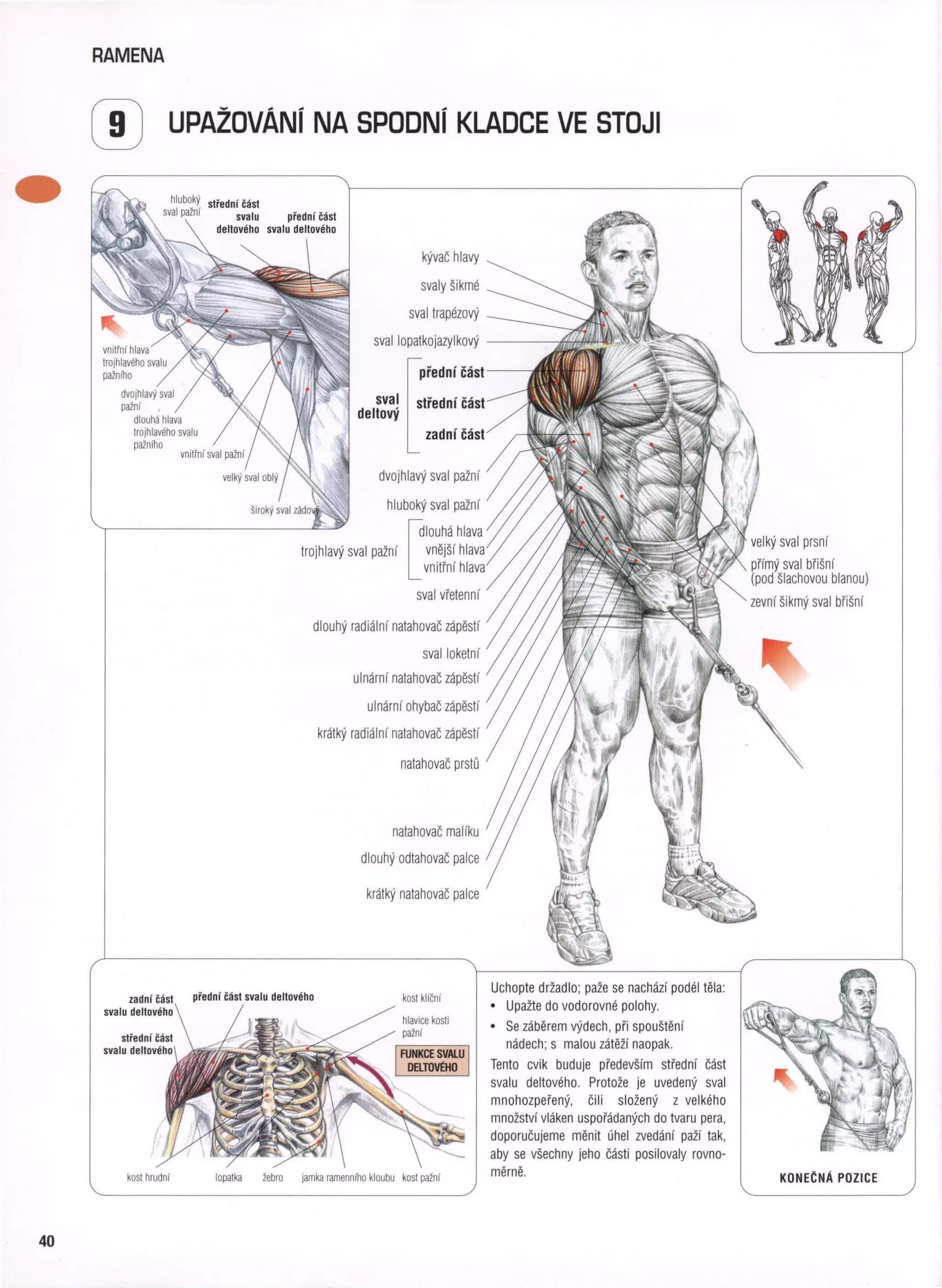 Posilovani-Anatomicky pruvodce | PDF