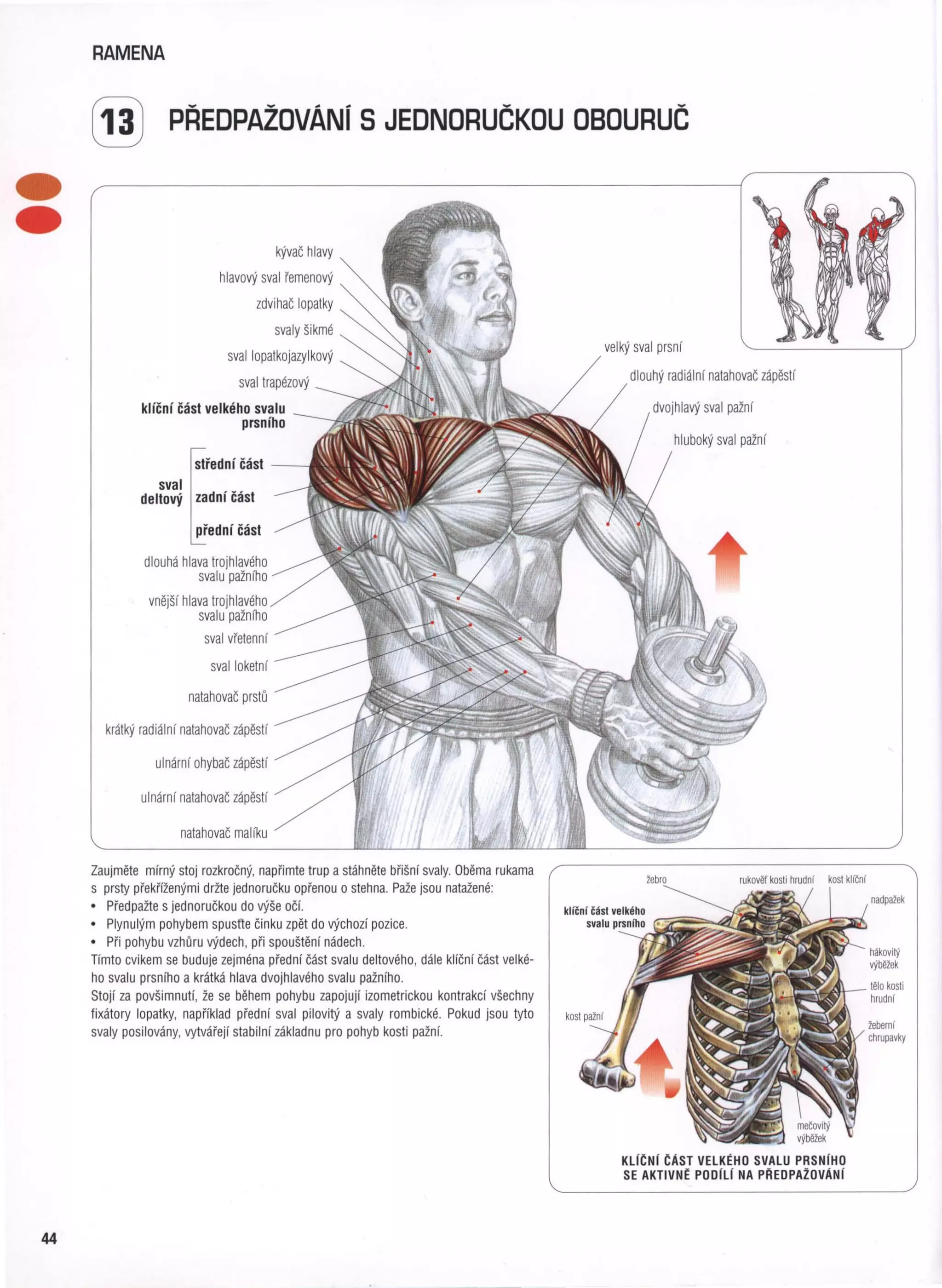 Posilovani-Anatomicky pruvodce | PDF