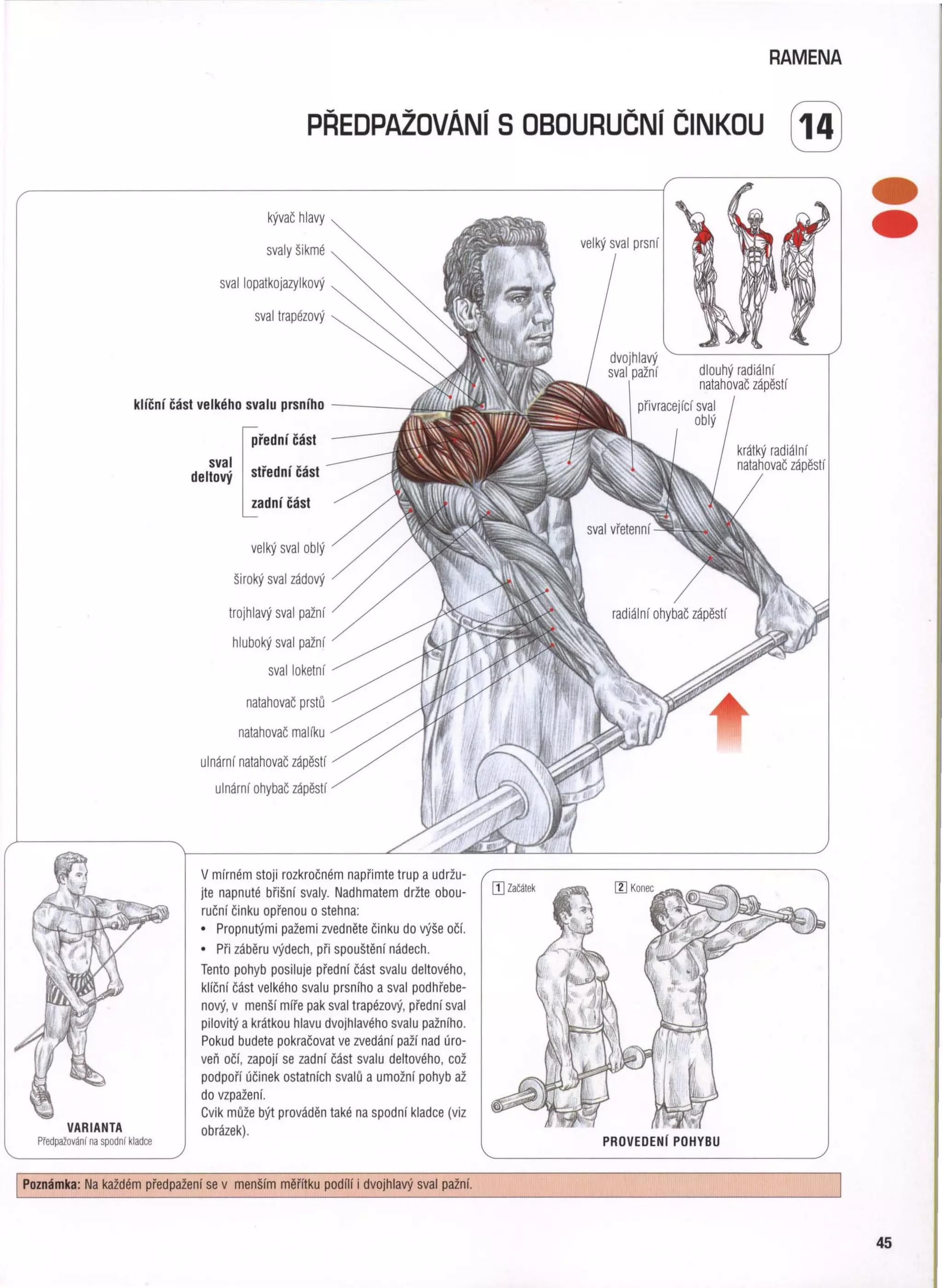 Posilovani-Anatomicky pruvodce | PDF