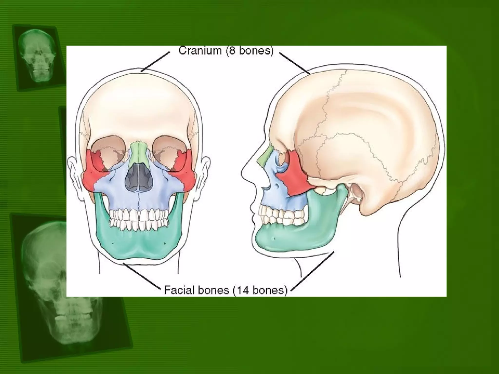Positioning and radiographic anatomy of the skull | PPT