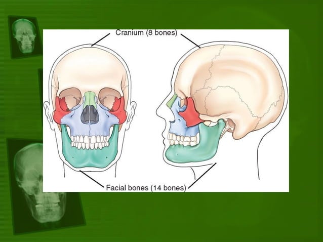 Positioning and radiographic anatomy of the skull | PPT | Bone and ...