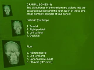 Positioning and radiographic anatomy of the skull | PPT