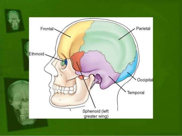 Rostral Definition Anatomy