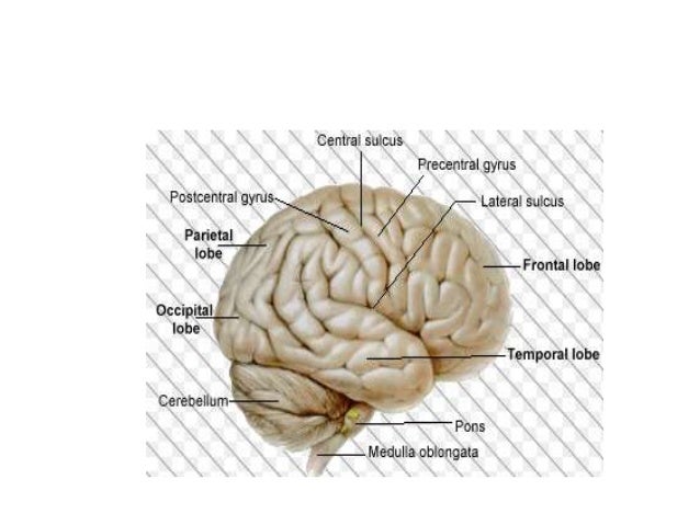 Positioning for supratentoria surgery