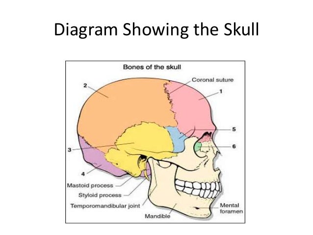 Positioning for supratentorial surgery