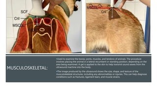 Positioning LRC - Radiology | PPTX