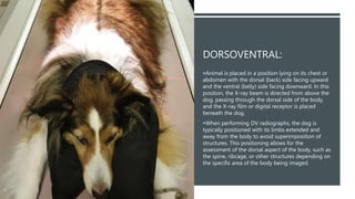 Positioning LRC - Radiology | PPTX