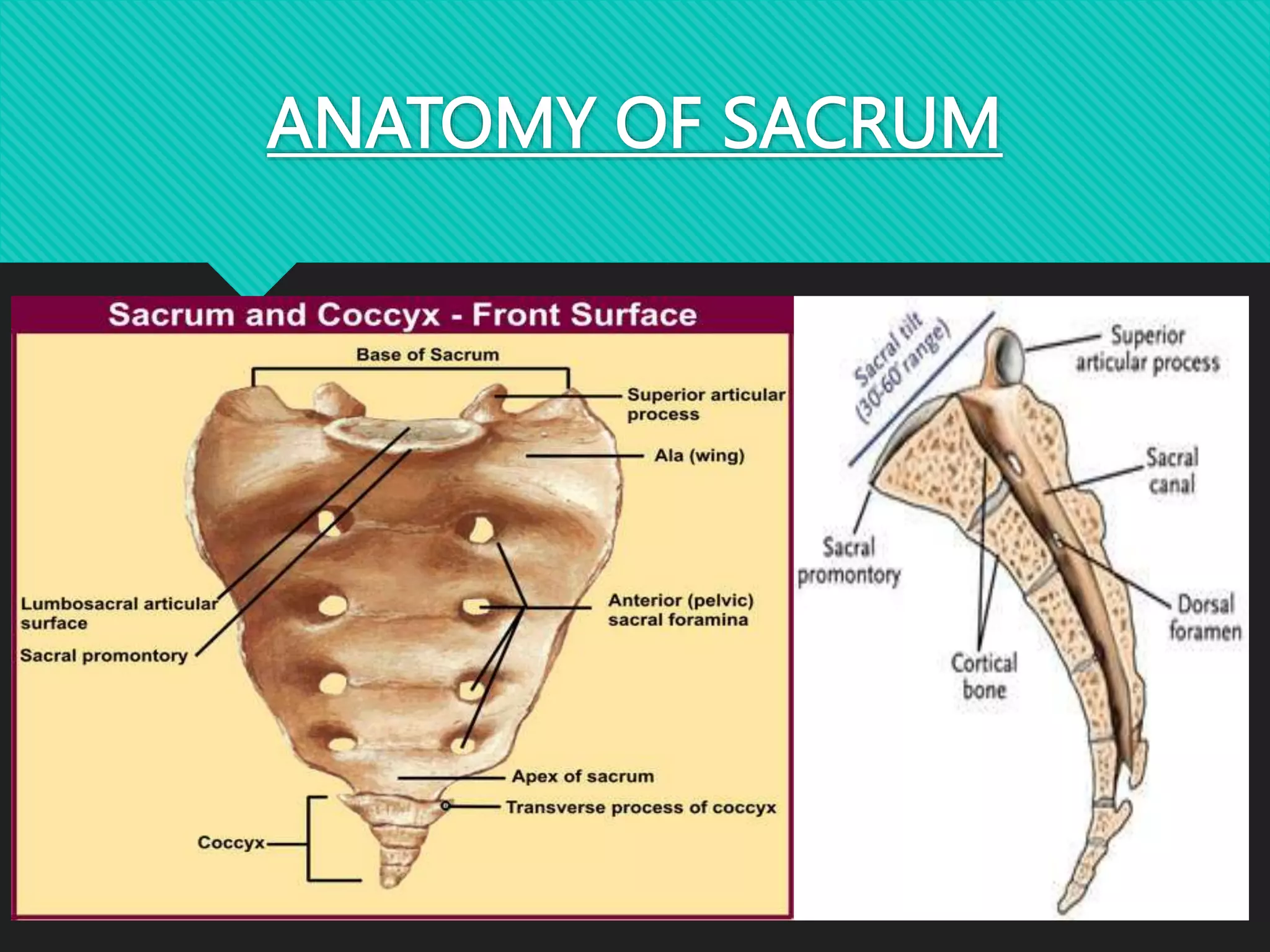 RADIOGRAPHY OF SPINE .pptx