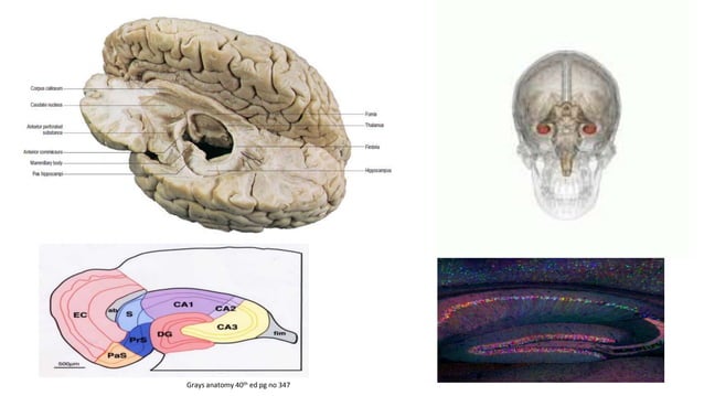 Positioning system in the brain the brain’s navigational place ...