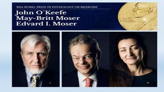 Positioning system in the brain the brain’s navigational place ...