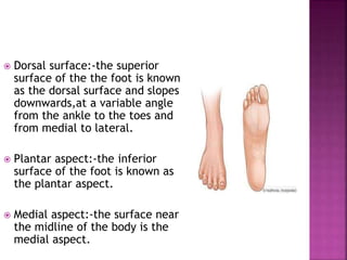 Positioning terminology of lower limbs | PPT