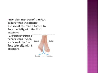 Positioning terminology of lower limbs