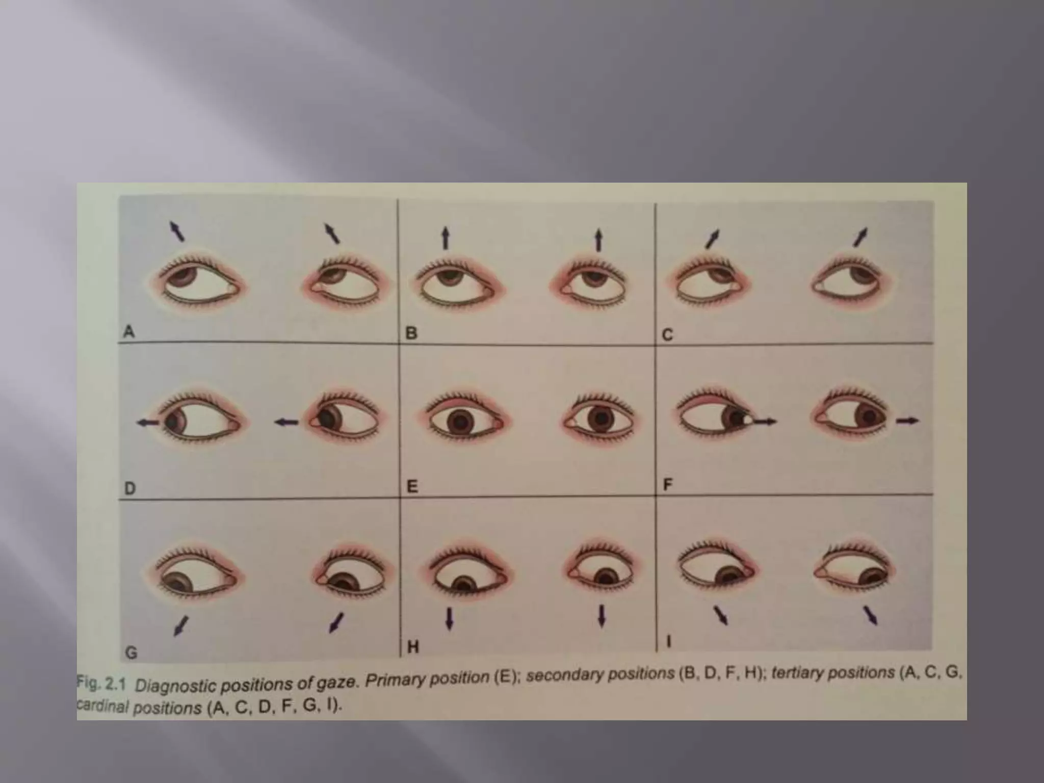 Position of gaze and axes | PPTX