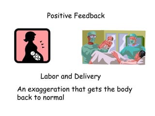Positive And Negative Feedback | PPT
