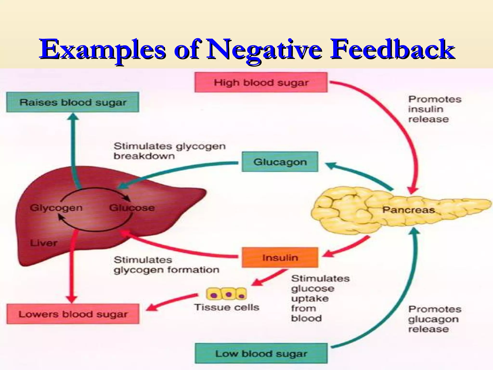 Positive and negative feedback | PPT