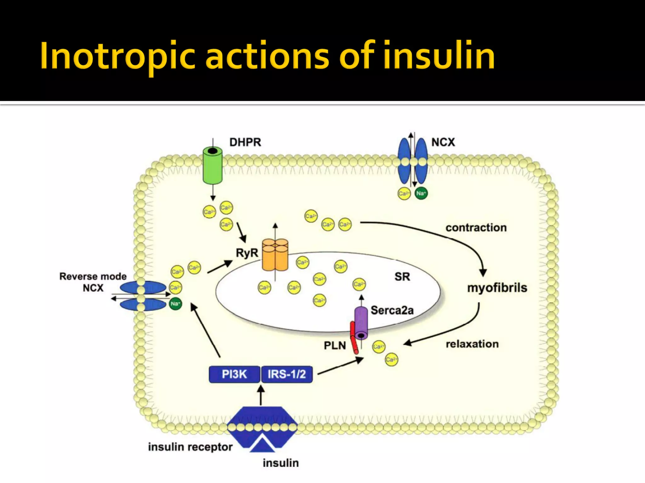 Positive inotropes, vasopressors, and vasodilators | PDF