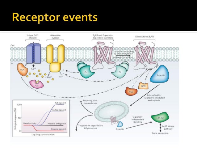 Positive inotropes, vasopressors, and vasodilators